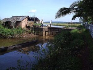 A Goan Khazan is a treasure trove for aquaculture, agriculture, and ...