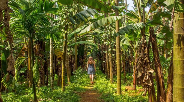 There are many lovely Spice plantations in Goa which one can visit.