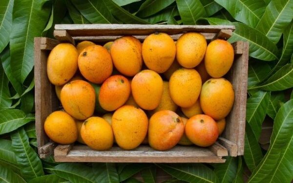 Mangoes in Goa: A Taste of Tropical Paradise