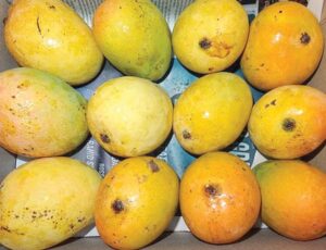 Mangoes in Goa: A Taste of Tropical Paradise