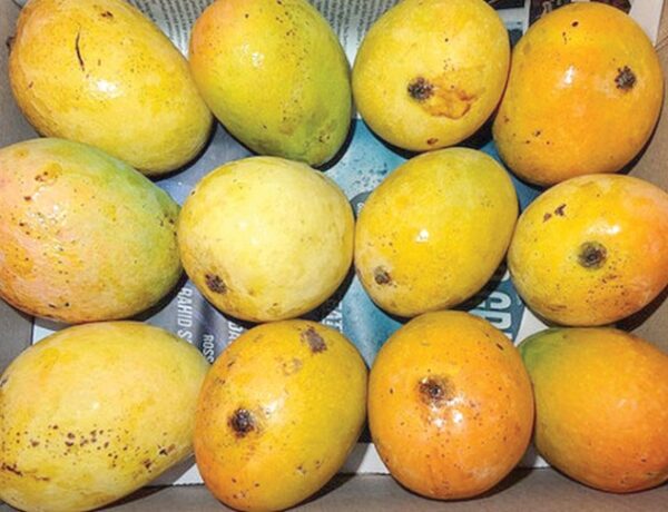 Mangoes in Goa: A Taste of Tropical Paradise