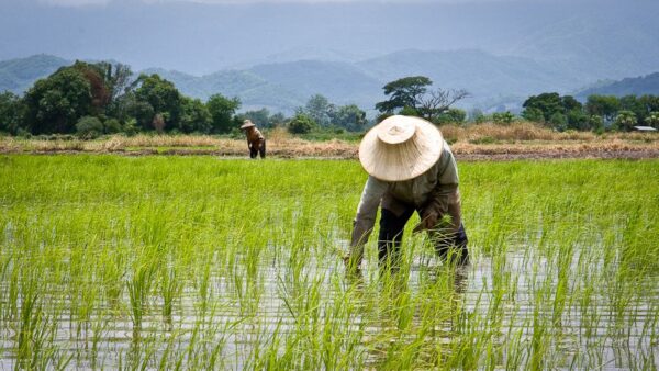 Paddy Cultivation in Goa: Tradition, Process & Challenges